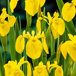 Vijverplanten kopen? | Alle soorten waterplanten voor de scherpste prijs!