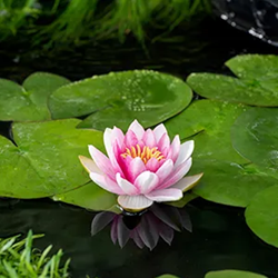 Vijverplanten kopen? | Waterplanten | Vijverbenodigdheden.nl